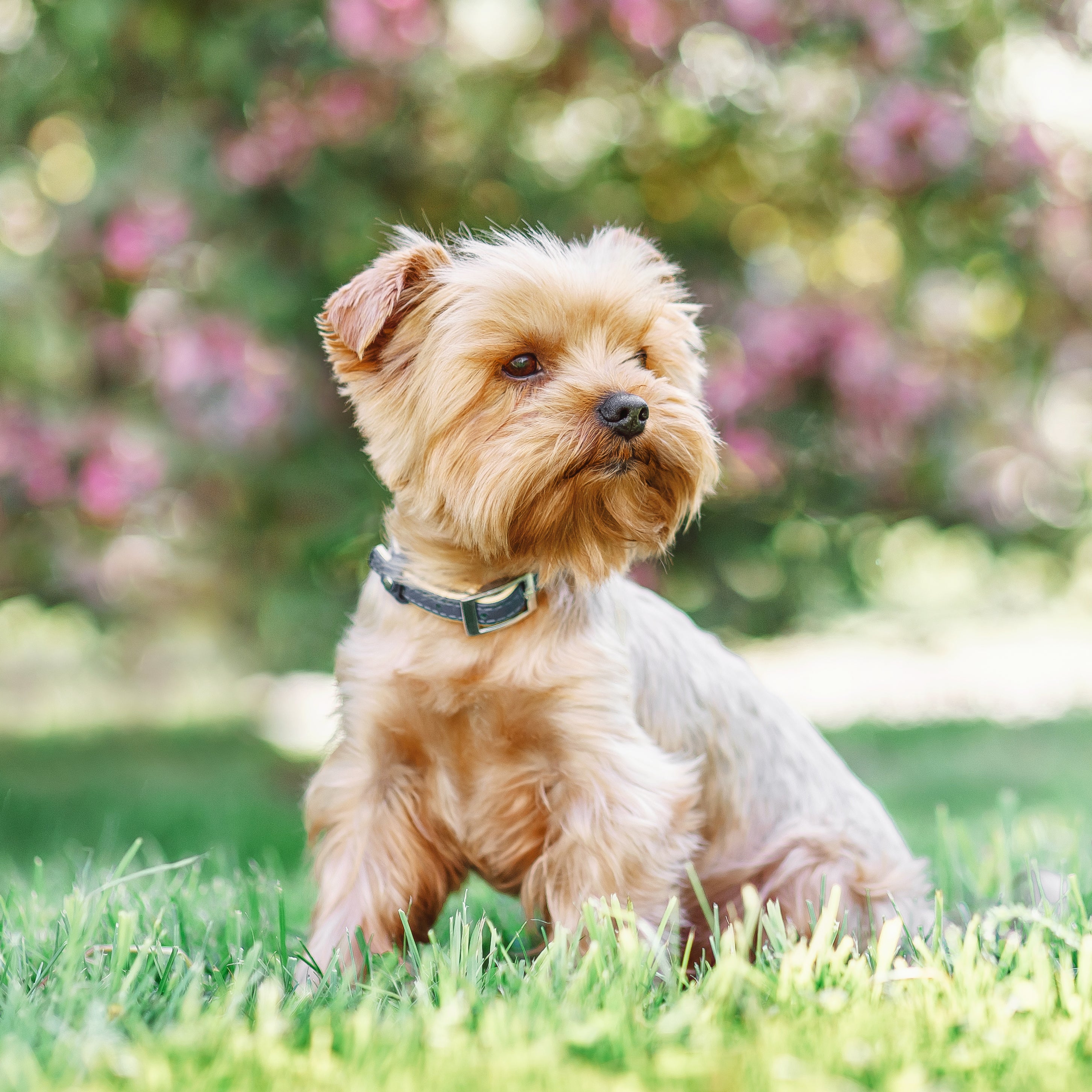 An all-natural pet CBD oil specifically designed for pets under 30 lbs – La Sunflower CBD